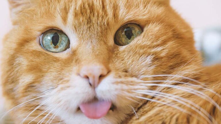 MEME: Jorts The Cat Reddit Goes Viral, Ethnic Stereotypes Debate ...